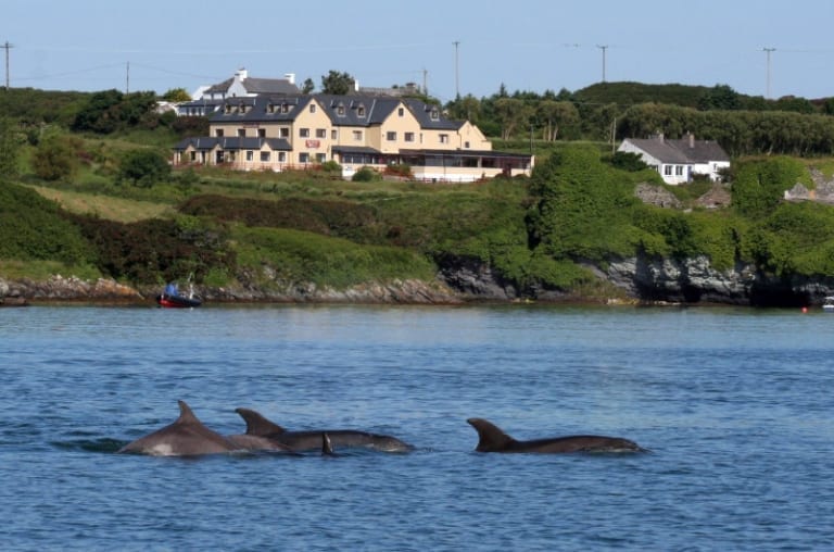 Bottlenose Dolphin | Irish Whale and Dolphin Group