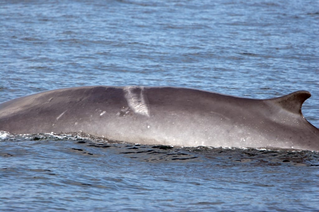 Fin Whale | Irish Whale and Dolphin Group
