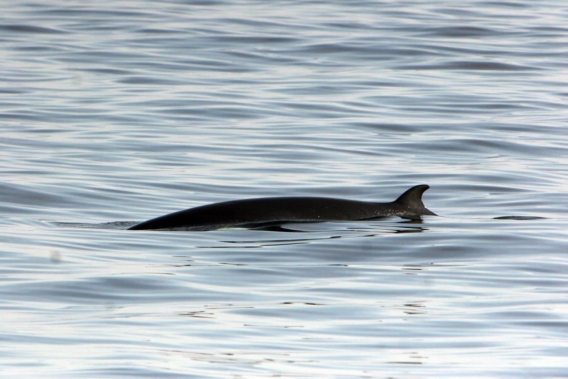 Minke Whale | Irish Whale and Dolphin Group