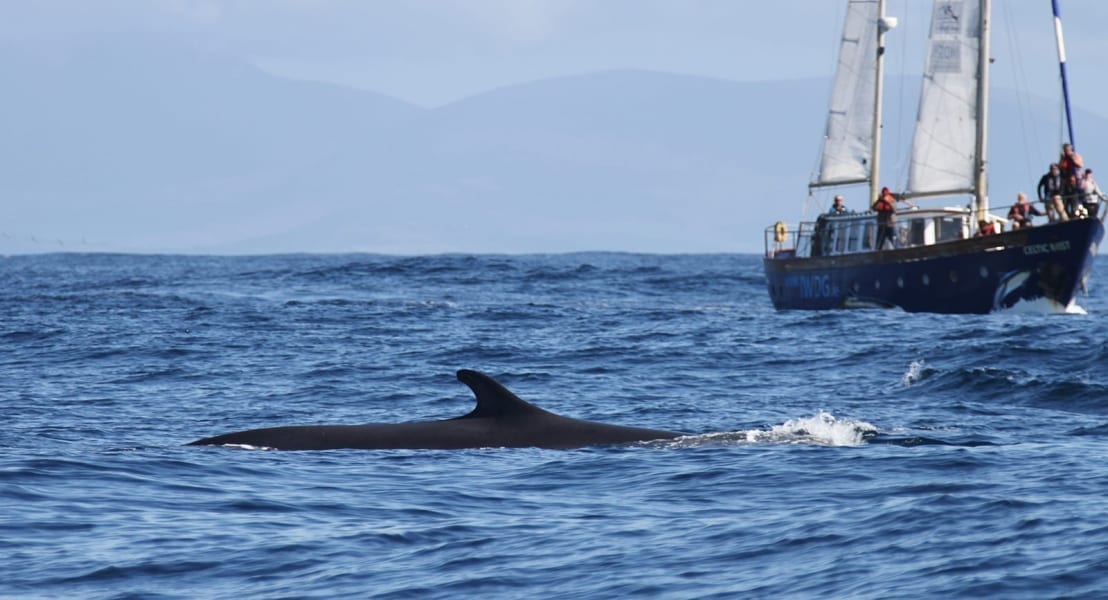 Sightings | Irish Whale and Dolphin Group