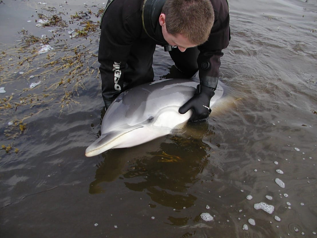 Striped dolphin | Irish Whale and Dolphin Group