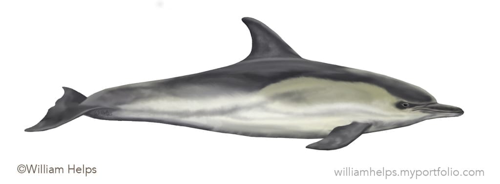 Common Dolphin | Irish Whale and Dolphin Group