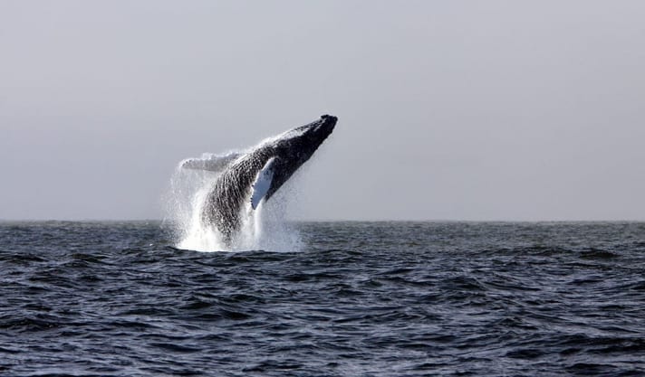 WhaleTrack Ireland | Irish Whale and Dolphin Group