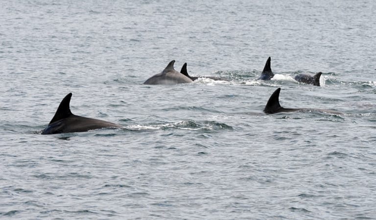 Shannon Dolphin Project | Irish Whale and Dolphin Group