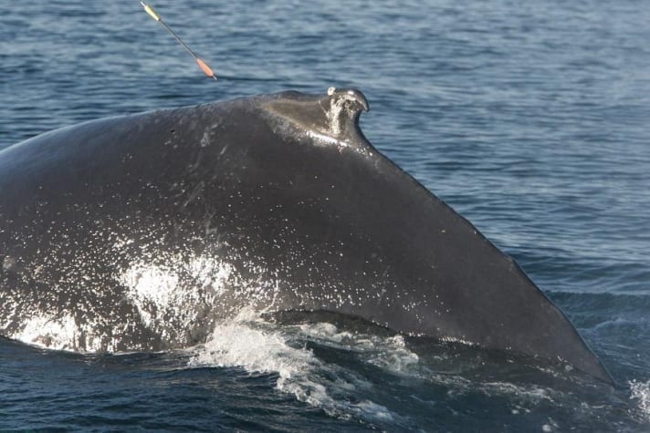 Biopsy Sampling | Irish Whale and Dolphin Group
