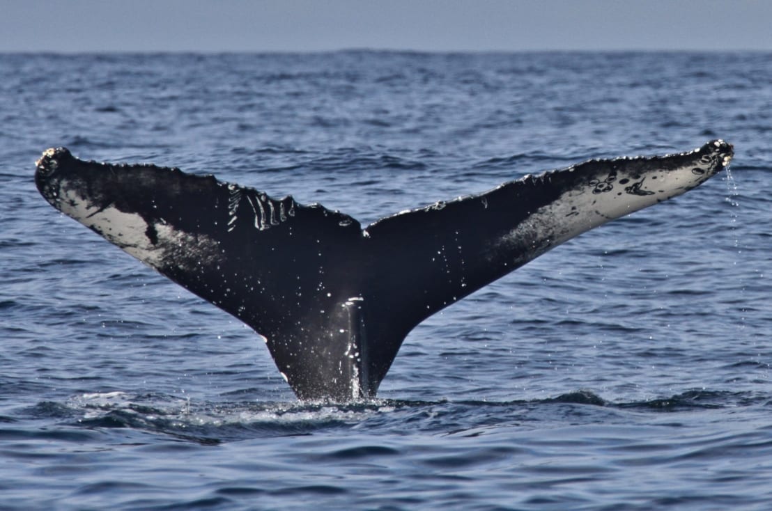 Adopt a Whale | Irish Whale and Dolphin Group