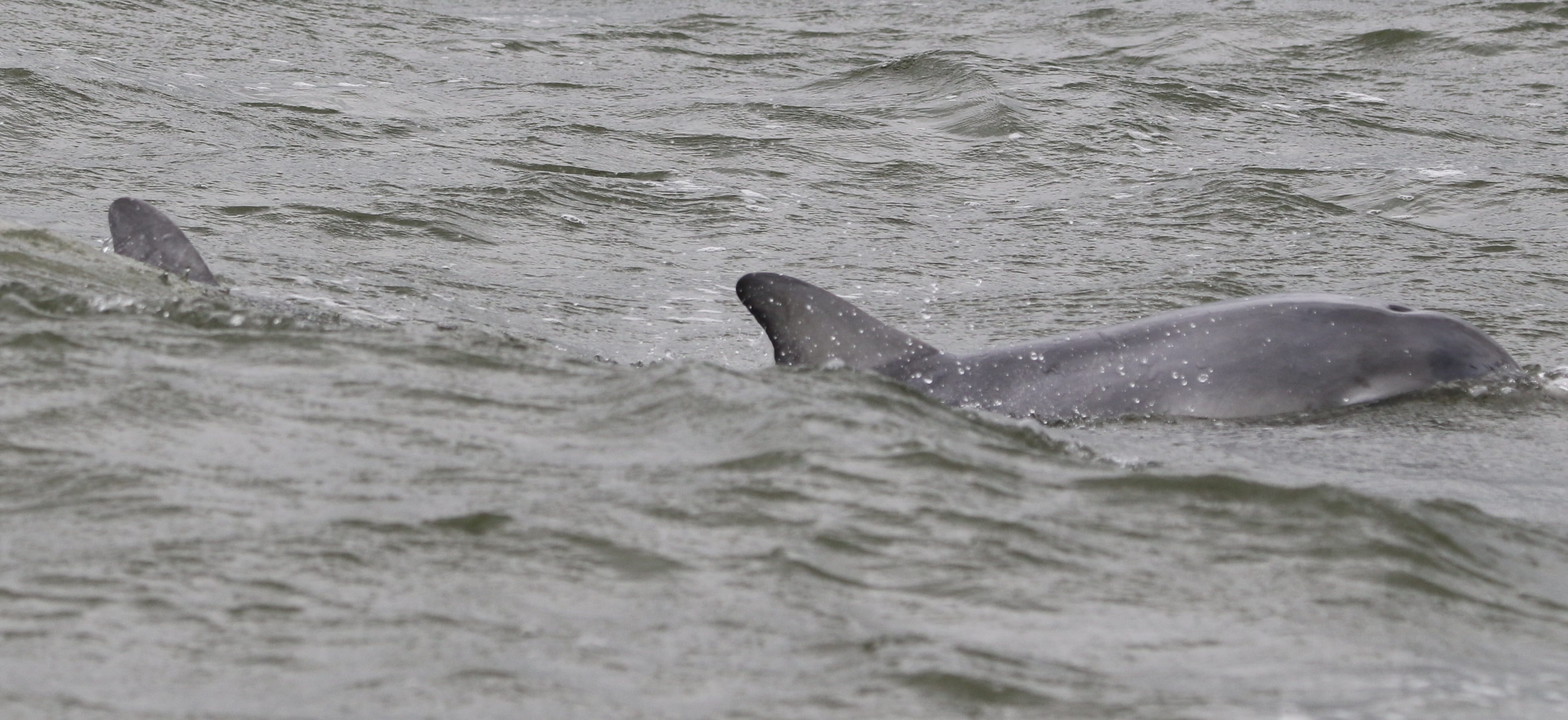 Update on “Spirtle”, a Scottish bottlenose dolphin in Ireland | Irish ...