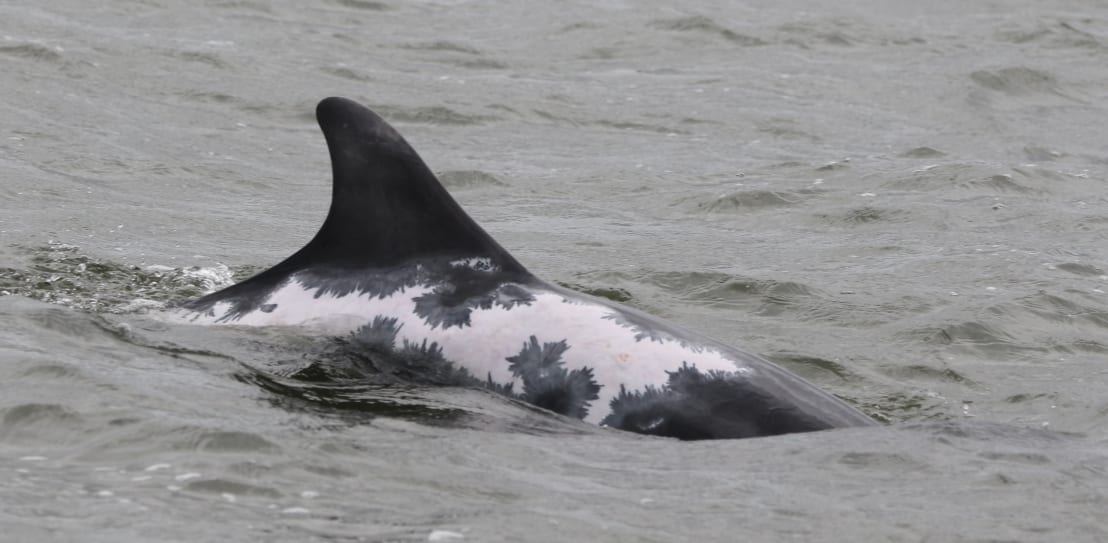 Update on “Spirtle”, a Scottish bottlenose dolphin in Ireland | Irish ...