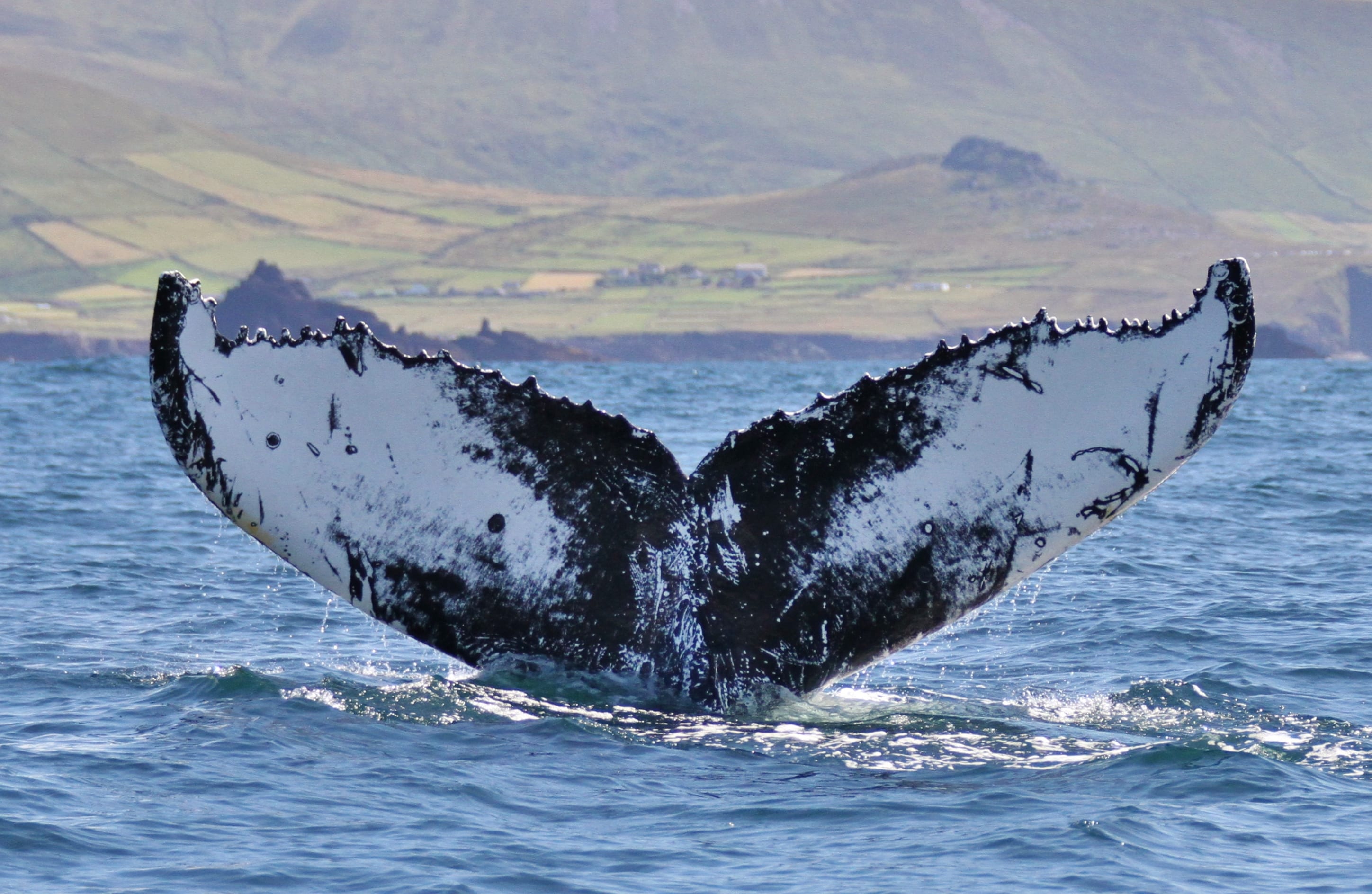 IWDG find a breeding ground for Irish Humpback Whales | Irish Whale and ...