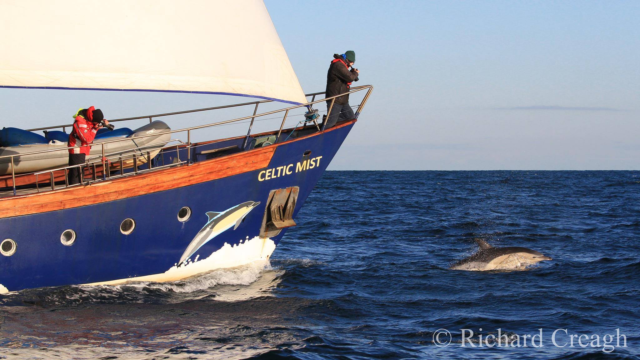 The joy of bow-riding common dolphins on This Island Nation | Irish ...