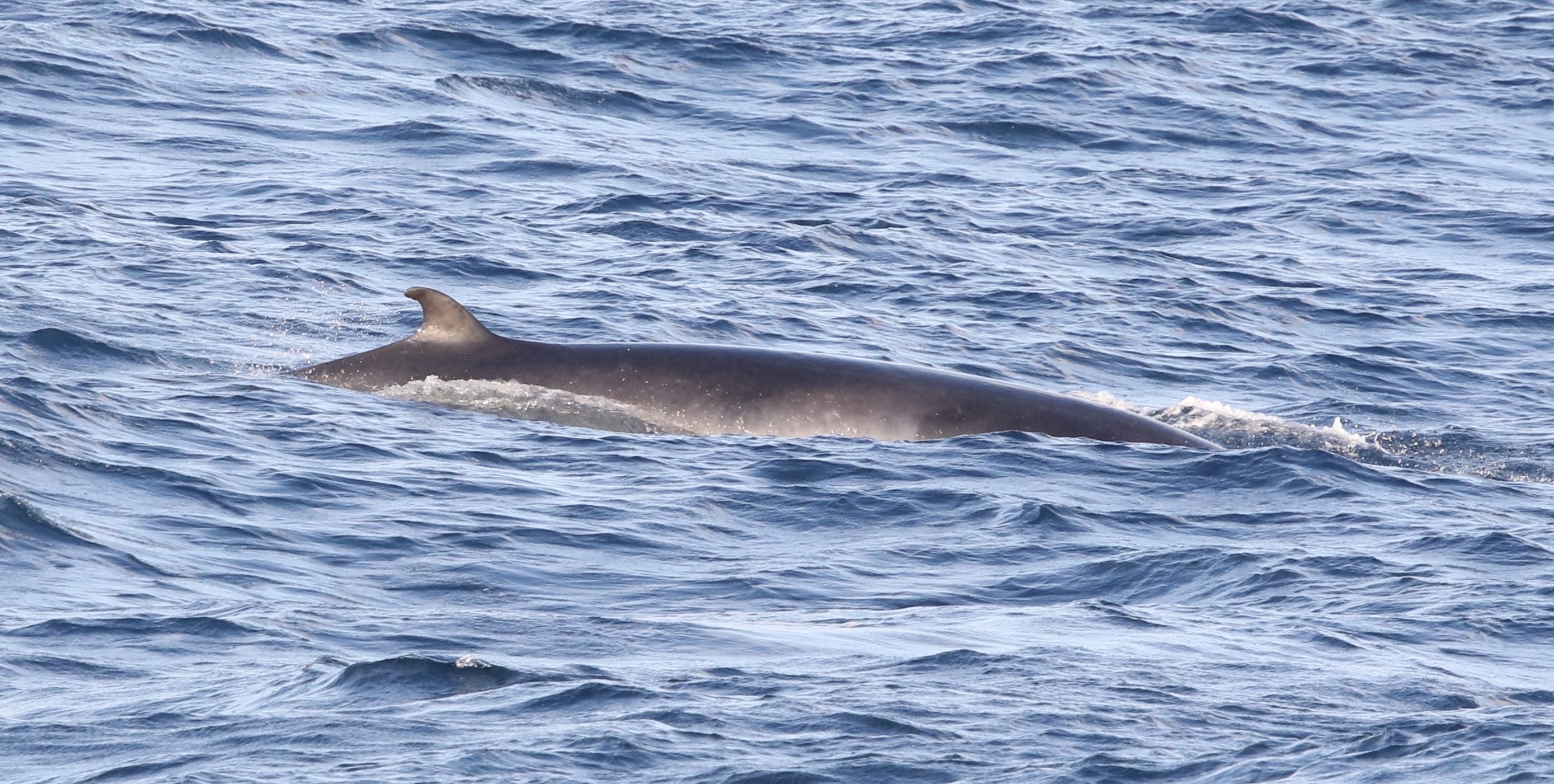 Marine Top Predators on the 100m contour | Irish Whale and Dolphin Group