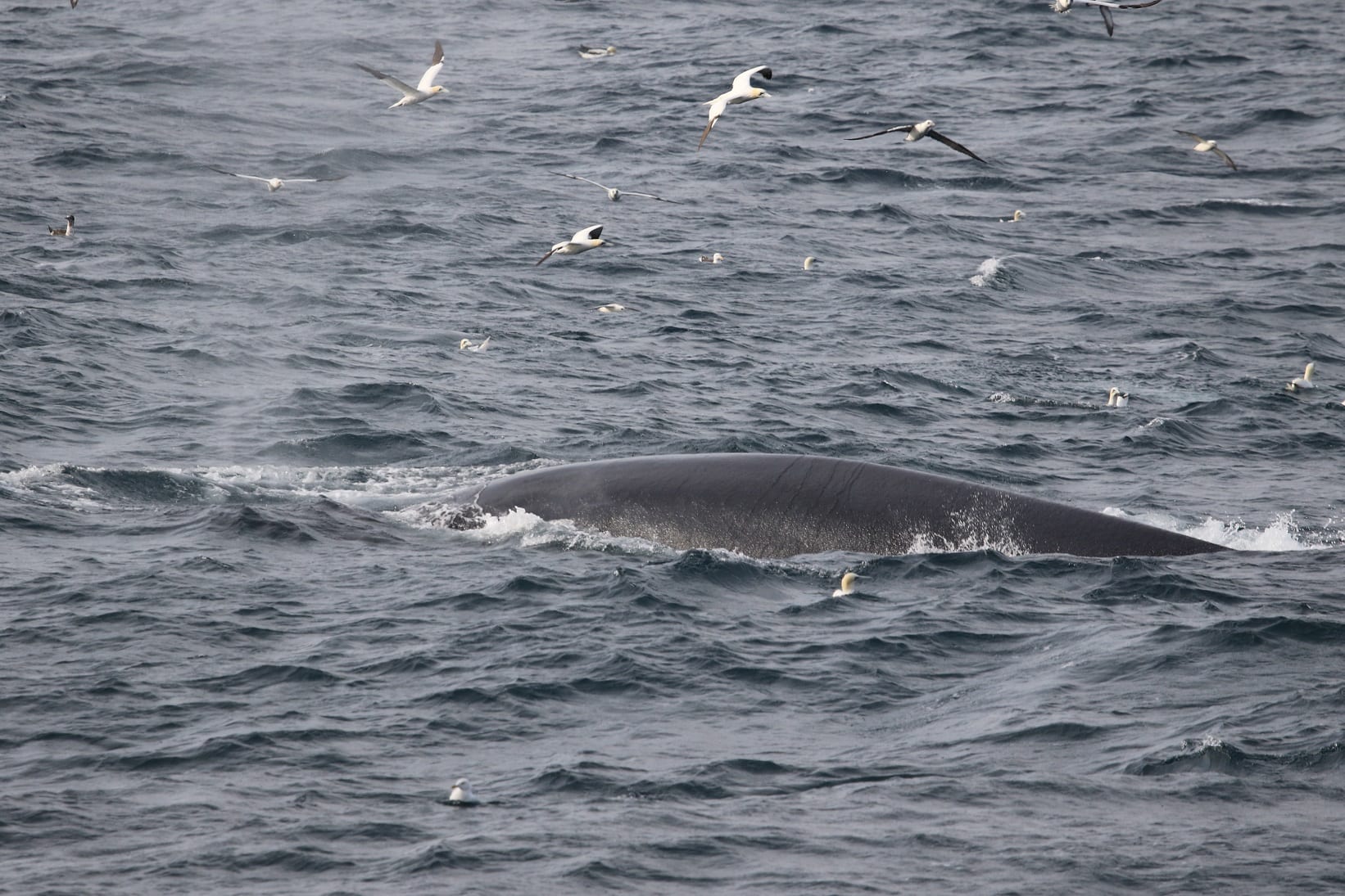 Marine Top Predators on the 100m contour | Irish Whale and Dolphin Group