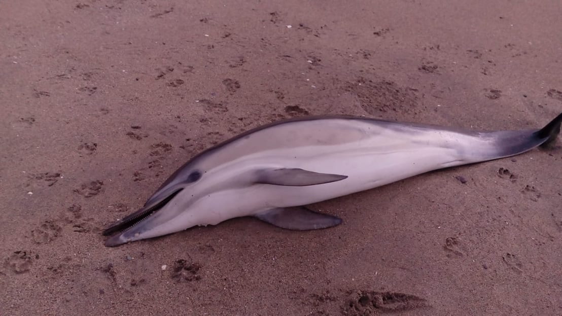 Annual Carnage of Common Dolphins on the Irish Coast | Irish Whale and ...