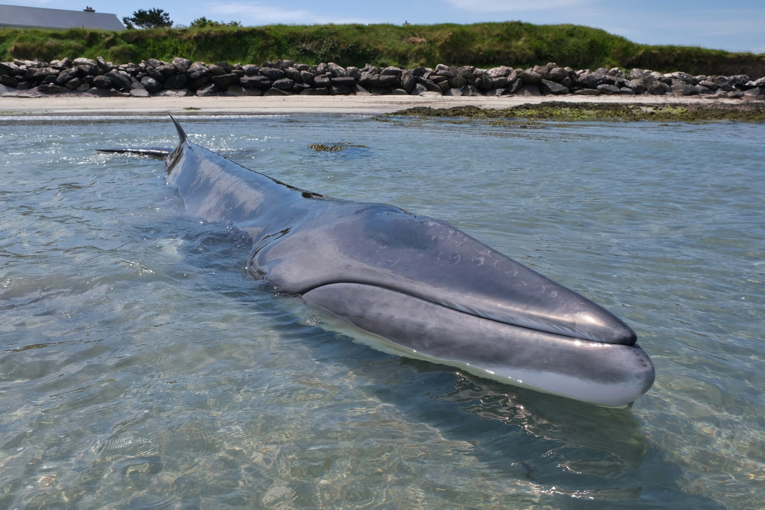 Minke whale live stranding, Ventry, Co Kerry | Irish Whale and Dolphin ...