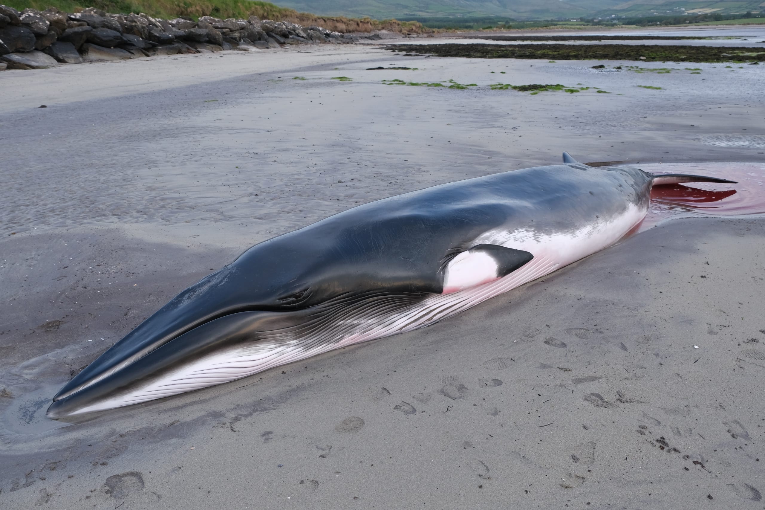 Minke whale live stranding, Ventry, Co Kerry | Irish Whale and Dolphin ...