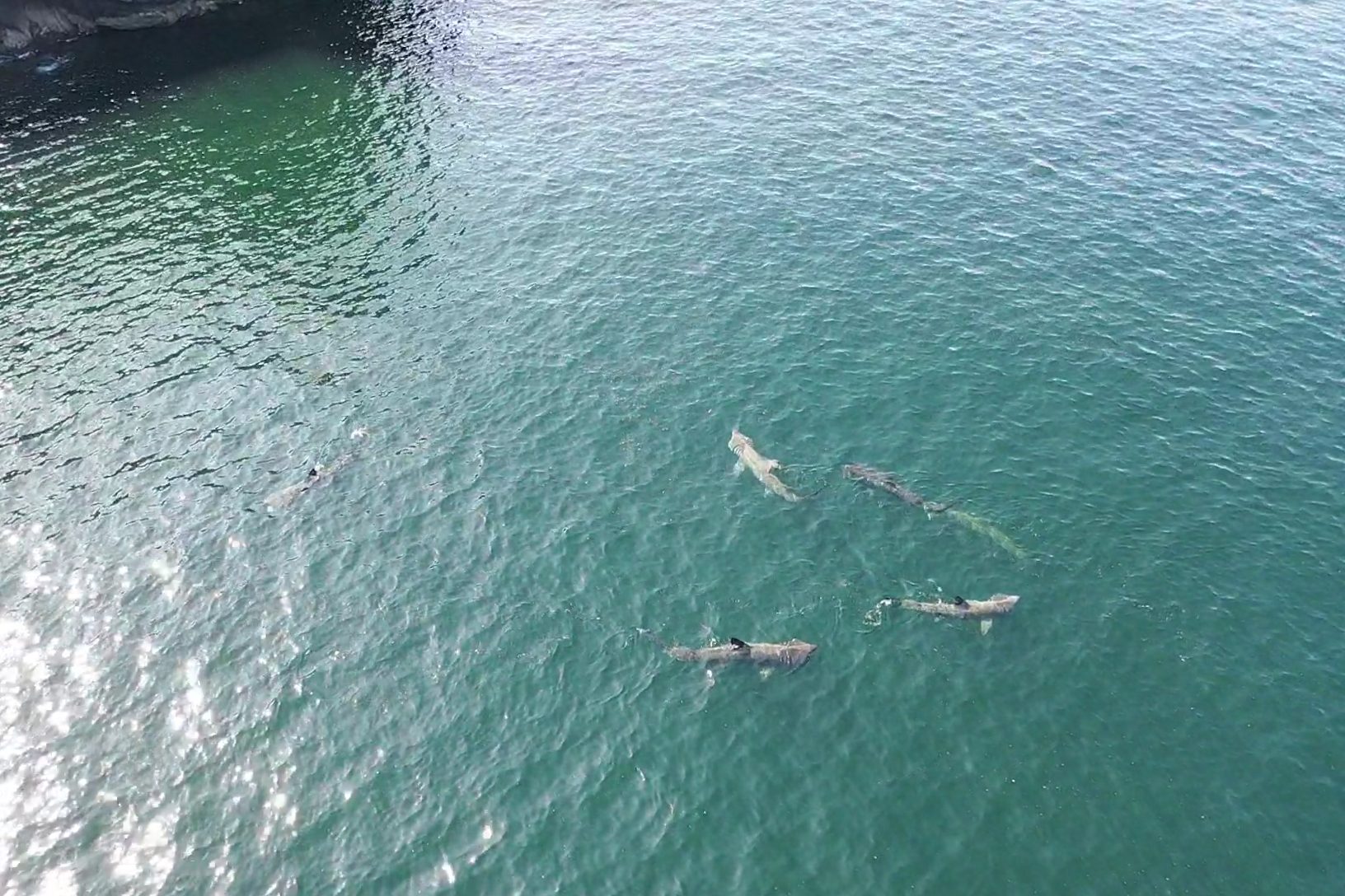 Basking sharks a plenty off Co. Clare | Irish Whale and Dolphin Group