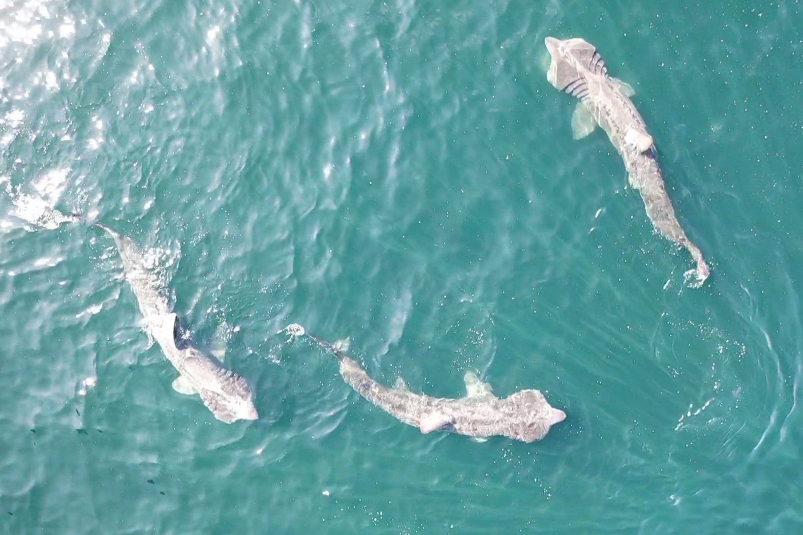 Basking sharks a plenty off Co. Clare | Irish Whale and Dolphin Group