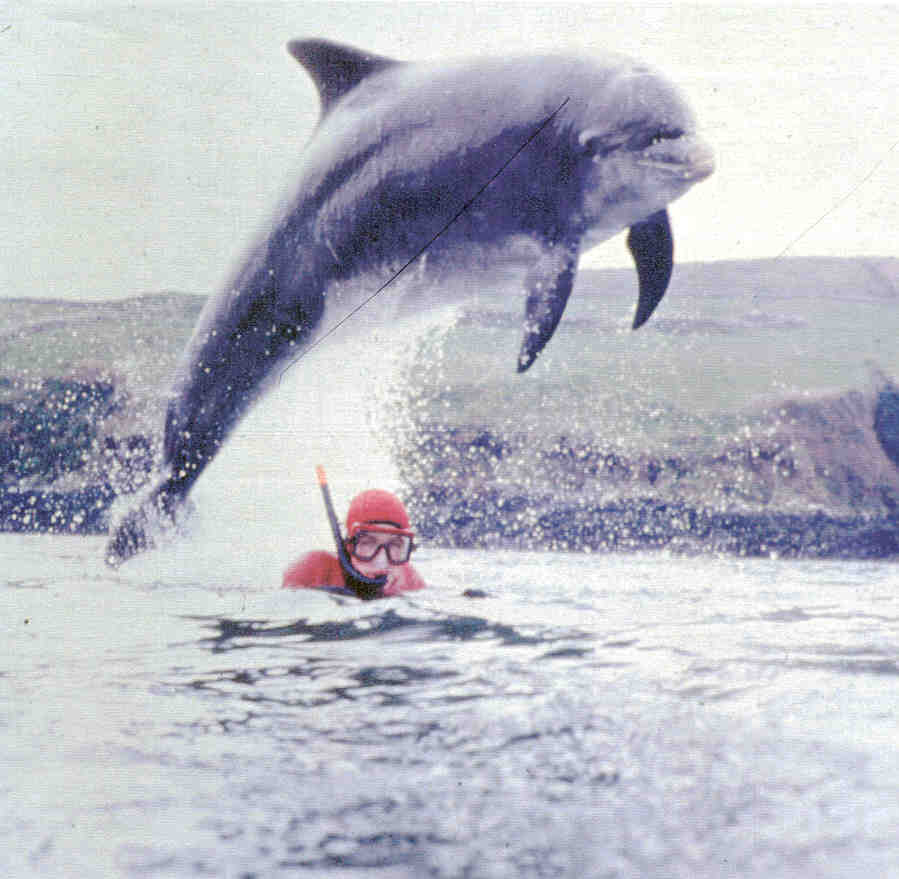 It was always going to be this way | Irish Whale and Dolphin Group