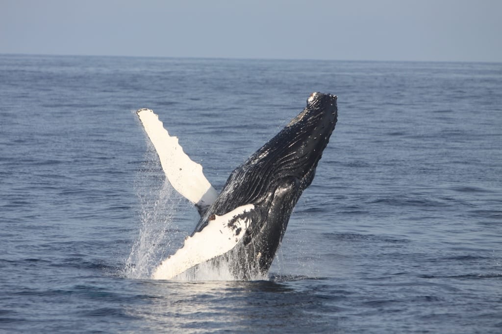 All Irish Humpback whale Photo ID catalogue updated on www.iwdg.ie ...
