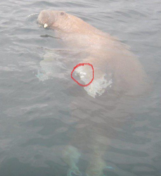 Walrus update, now in south eastern Iceland Sept 19t. | Irish Whale and ...