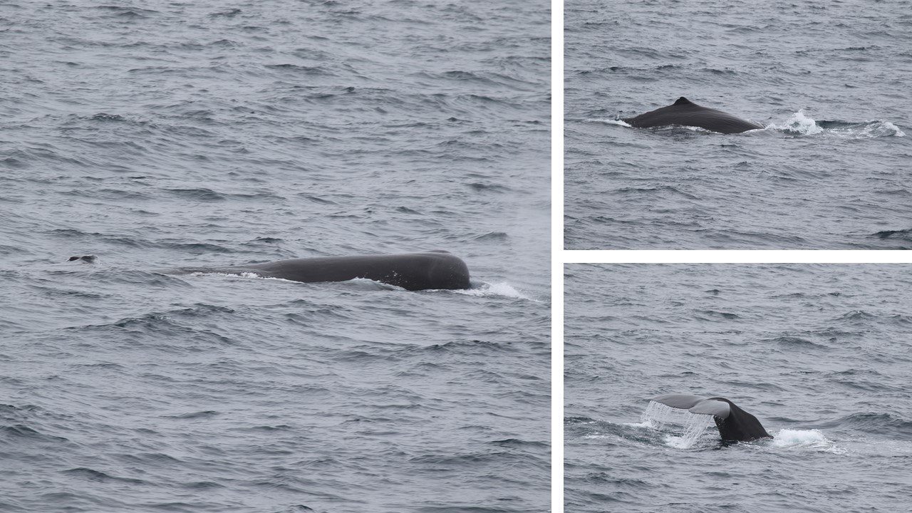 Fair Seas and Great Whales | Irish Whale and Dolphin Group