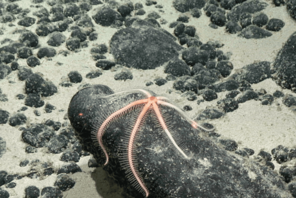 Deep Sea Mining: a Comprehensive Review | Irish Whale and Dolphin Group