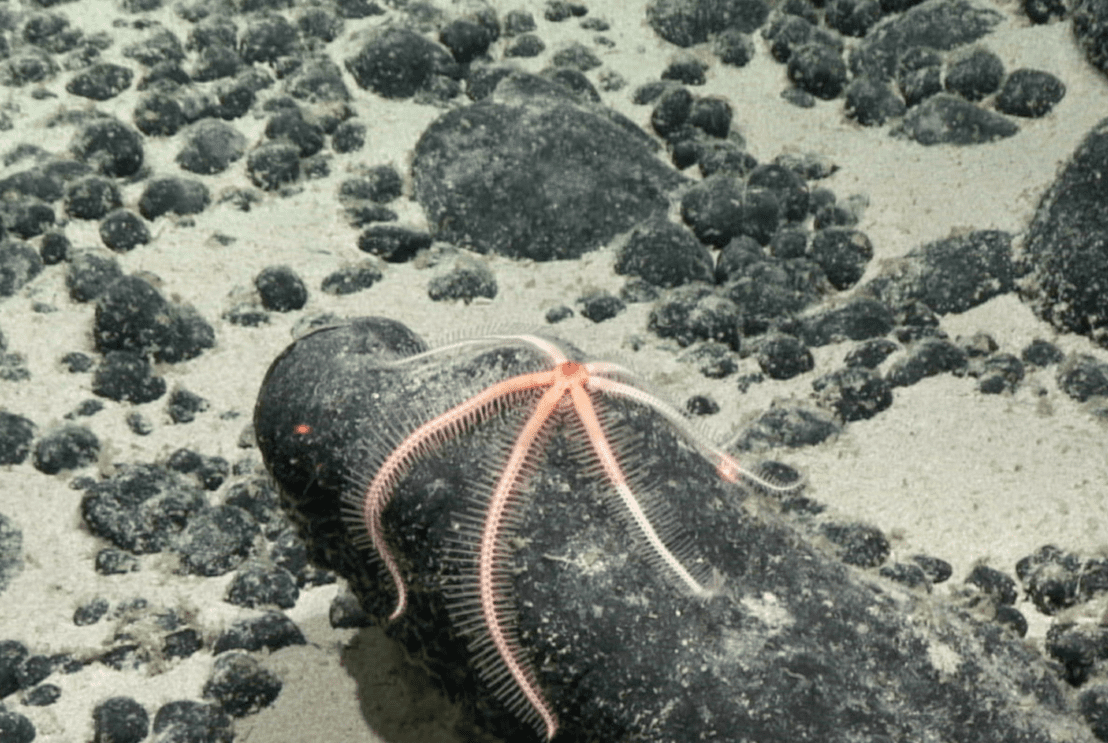 Deep Sea Mining: a Comprehensive Review | Irish Whale and Dolphin Group