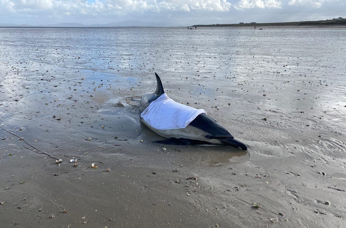 Mass stranding of 26 Common dolphins Co. Mayo | Irish Whale and Dolphin ...