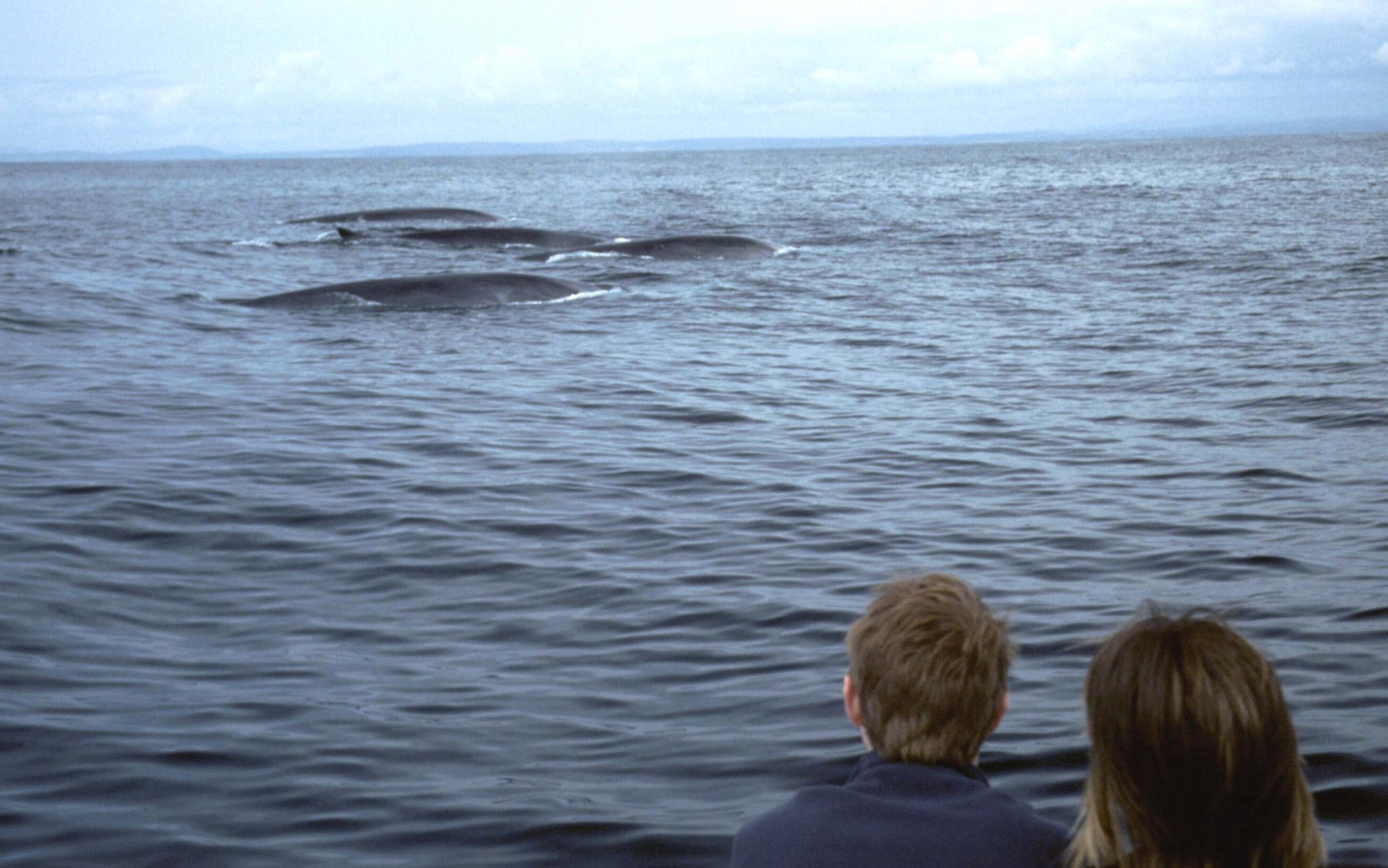 Fin Whale Photo-Identification Catalogue | Irish Whale and Dolphin Group