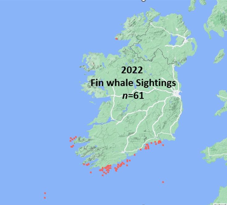 Fin Whale Photo-Identification Catalogue | Irish Whale and Dolphin Group