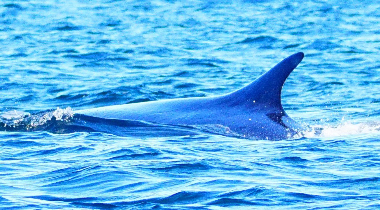 Winter Whale Watching…..it’s a lot more about the weather than you ...