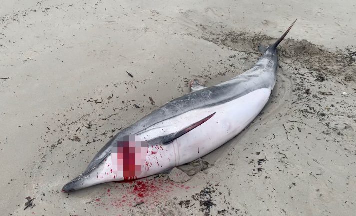 Female striped dolphin was live-stranded and preyed upon by gulls ...