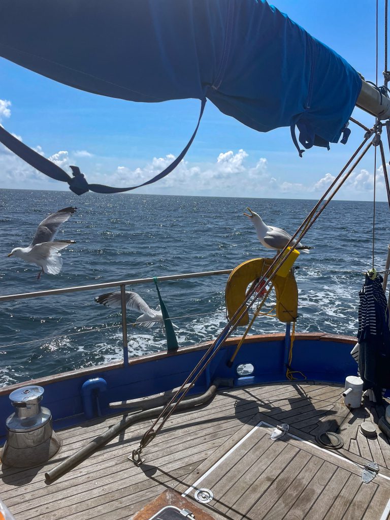 New week, new crew and great sightings onboard Celtic Mist! | Irish ...