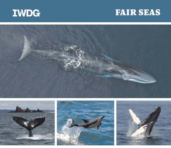 Marine Protected Areas | Irish Whale and Dolphin Group