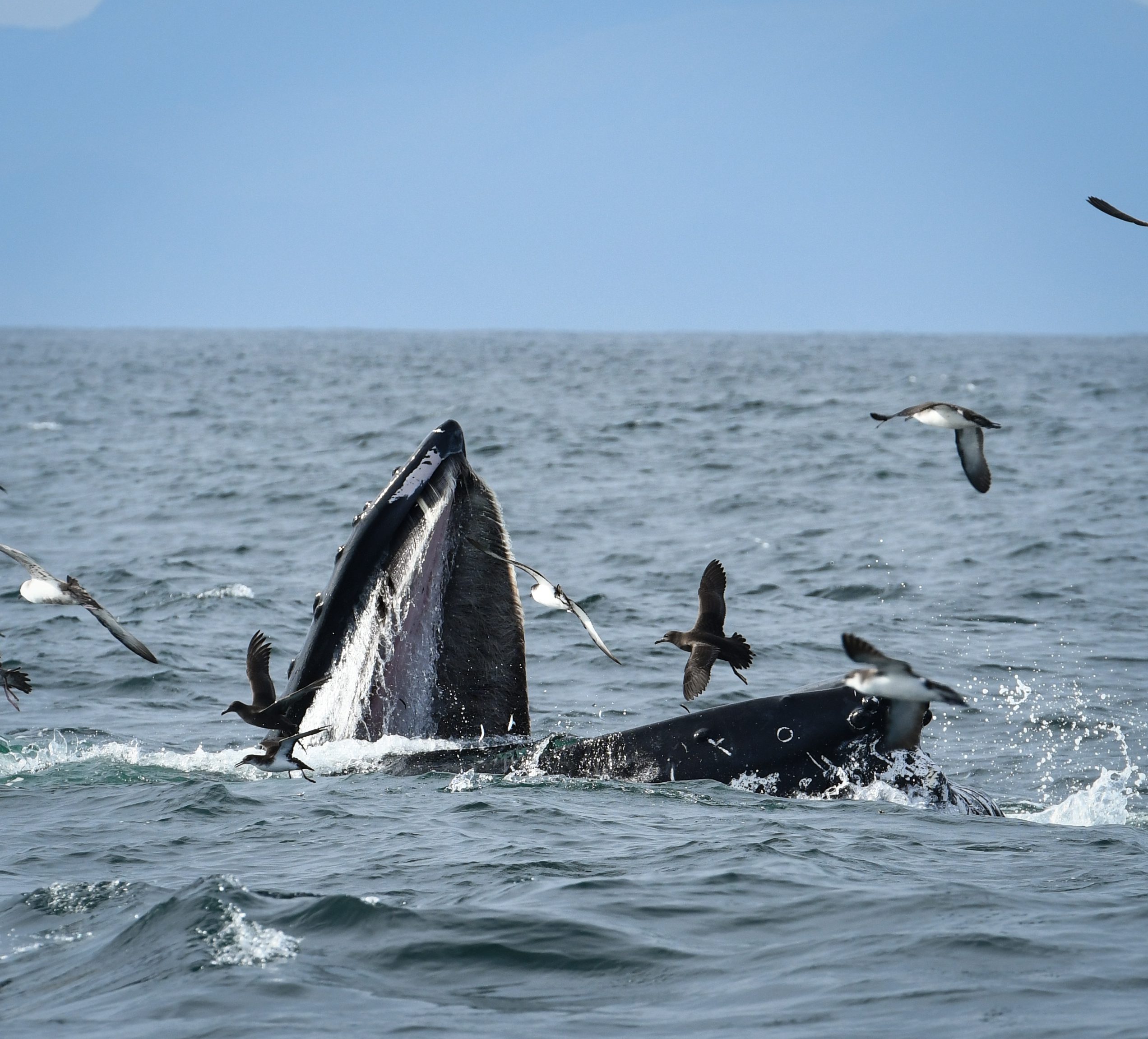 Marine Wonders of the Clare Coast | Irish Whale and Dolphin Group