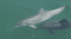 Shannon Dolphin Project | Irish Whale and Dolphin Group
