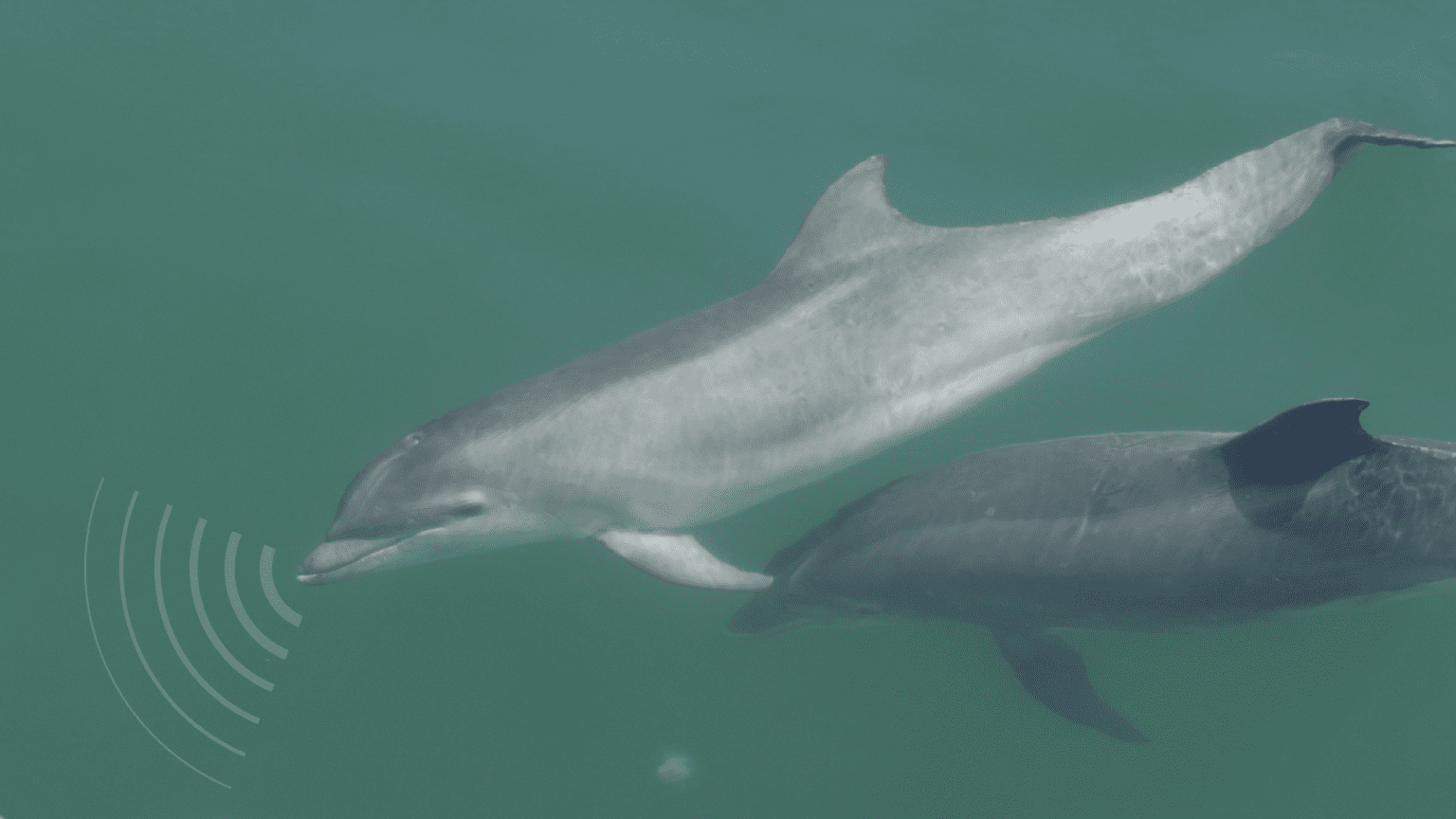 Shannon Dolphin Project | Irish Whale and Dolphin Group