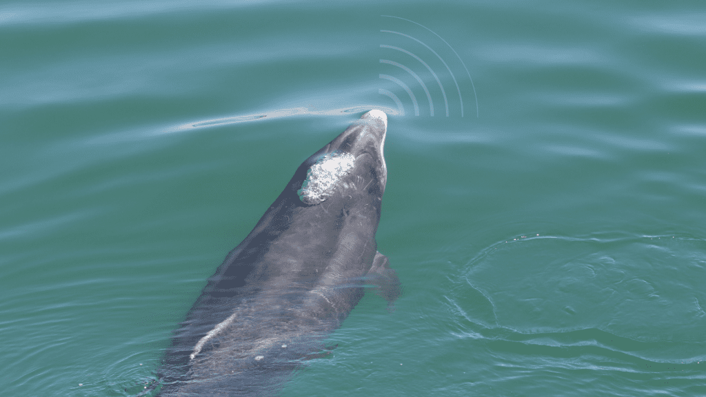 The Shannon Dolphin Symphony | Irish Whale and Dolphin Group