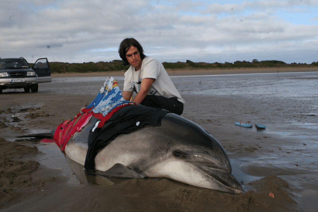 Shannon Dolphin Project | Irish Whale and Dolphin Group