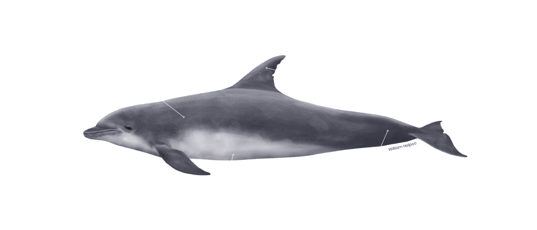 How to Identify the Shannon Dolphins | Irish Whale and Dolphin Group
