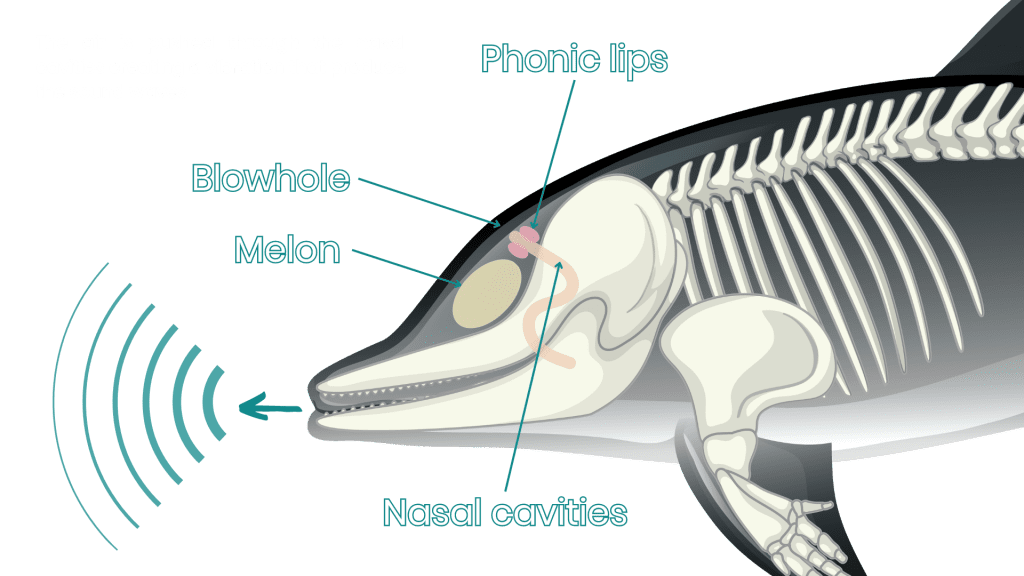 The Shannon Dolphin Symphony | Irish Whale and Dolphin Group