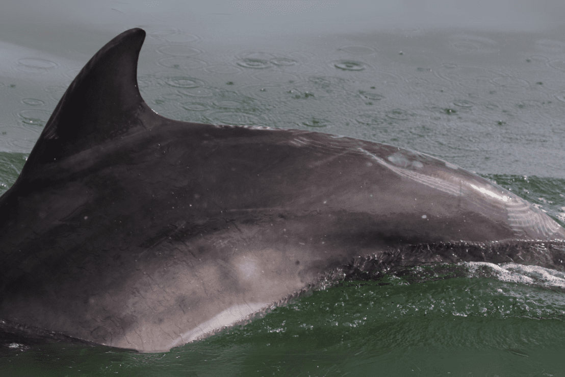 How to Identify the Shannon Dolphins | Irish Whale and Dolphin Group