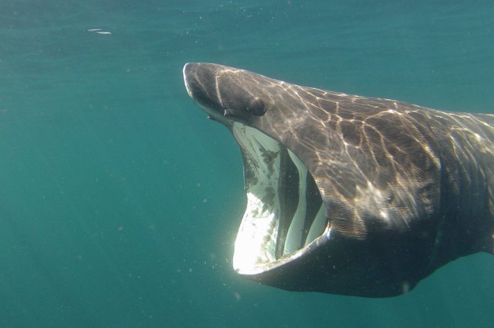 First Basking shark sighting report of 2024 | Irish Whale and Dolphin Group