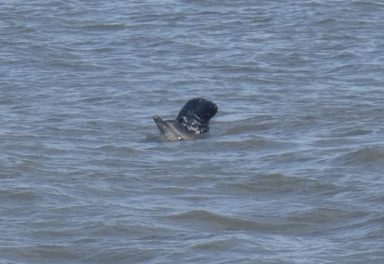 Grey seal interaction with common dolphin….a 1st for Irish waters ...