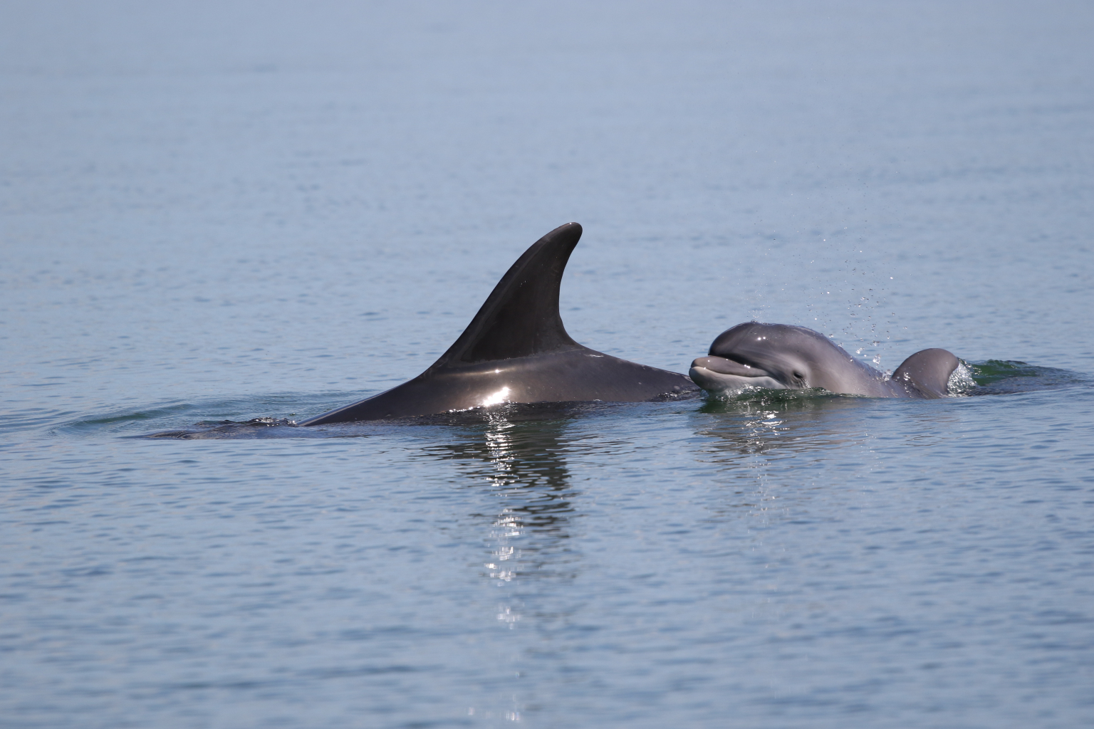 NPWS adds new protection for cetacean species | Irish Whale and Dolphin ...