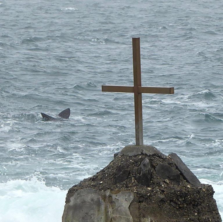Basking shark season update and new sightings milestone | Irish Whale ...