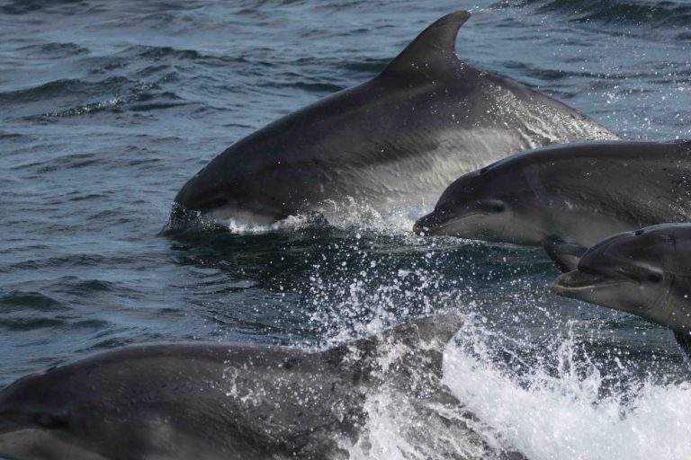 Blog 3 of Shannon Dolphin Project Survey on Research Vessel Celtic Mist-2024 | Irish Whale and ...