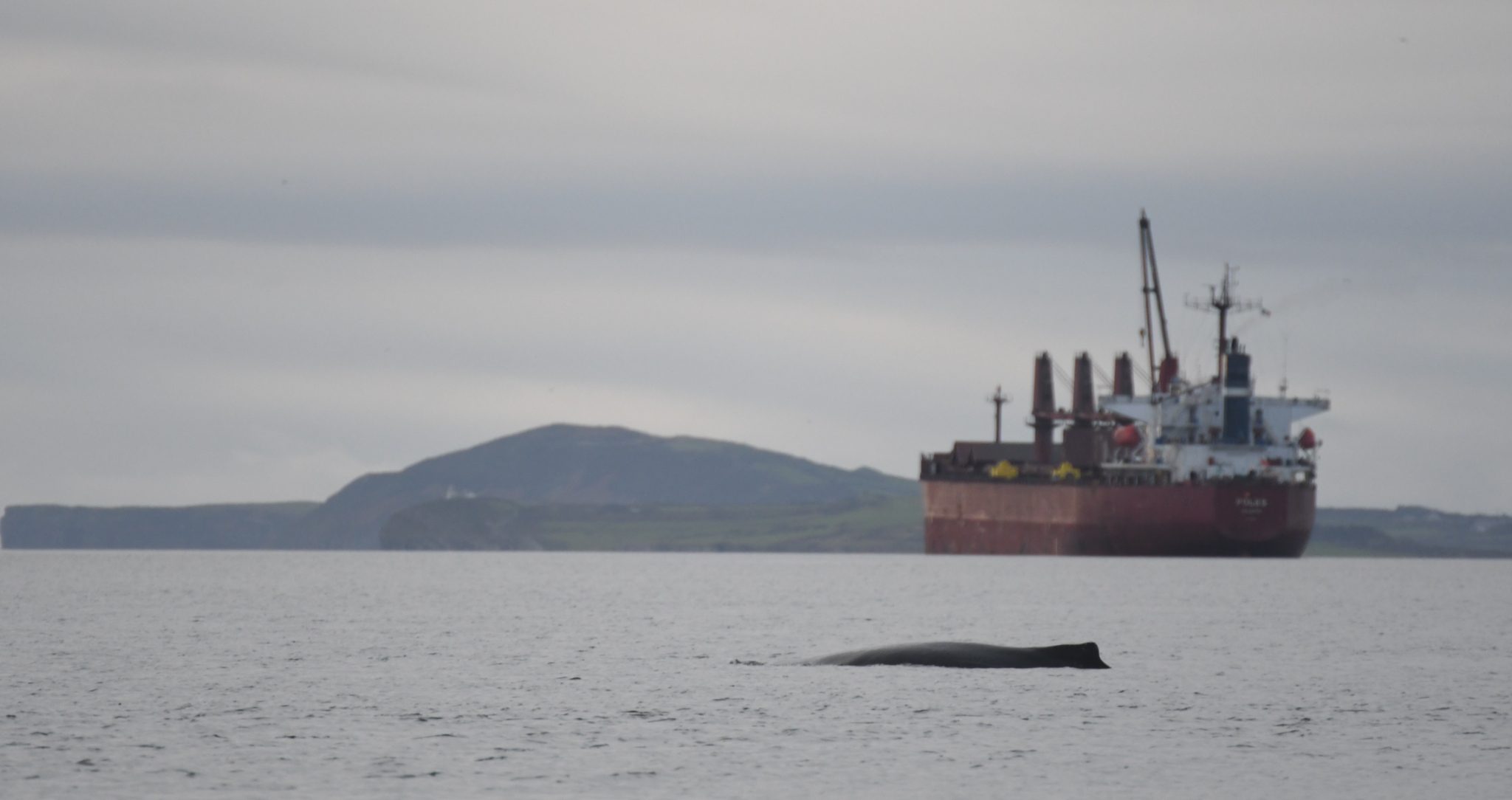 Humpback Whale in the Shannon Estuary !! Updated (13 December) | Irish ...