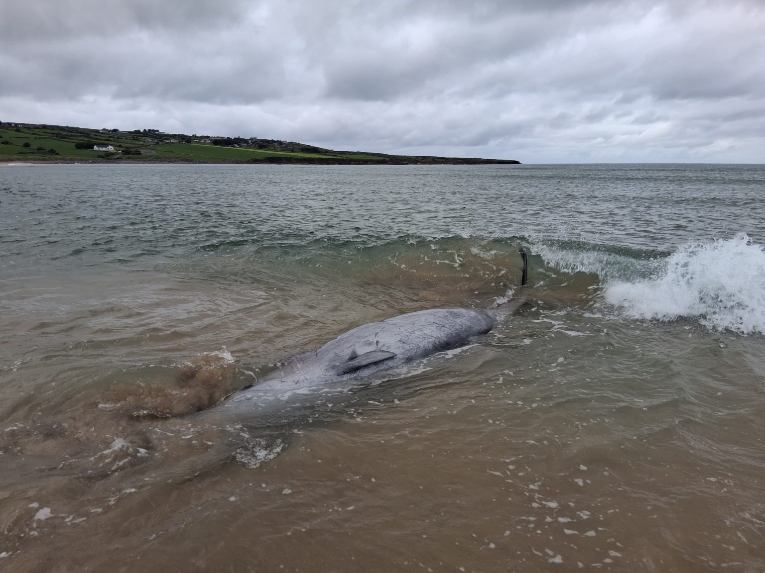 Deep-Diving True’s Beaked Whales Dies After Live Stranding at Kilcummin ...