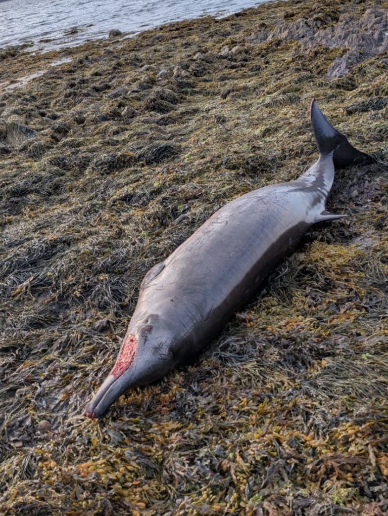 Another loss for beaked whales as two Sowerbys Beaked Whales Die After ...